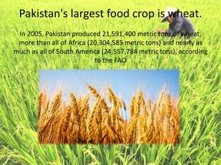 Agriculture in Pakistan | PPTX