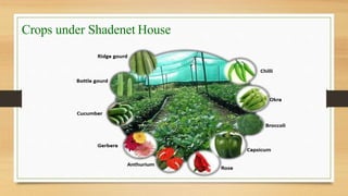 Types of polyhouse | PPTX