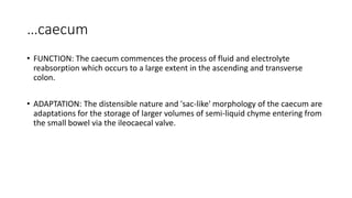 Pathology of the large intestines | PPTX