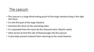Pathology of the large intestines | PPTX