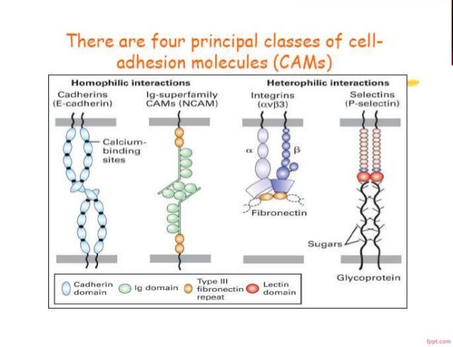 Moléculas de adhesión celular