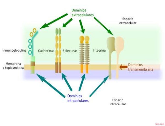 Moléculas de adhesión celular