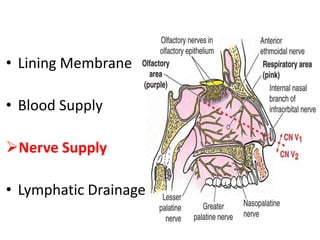 Internal Nose | PPTX