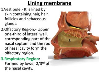 Nose Anatomy Internal