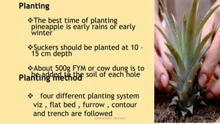 PINEAPPLE CULTIVATION Propagation -harvest | PPTX