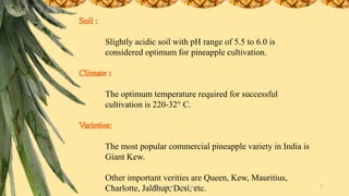 PINEAPPLE CULTIVATION Propagation -harvest | PPTX