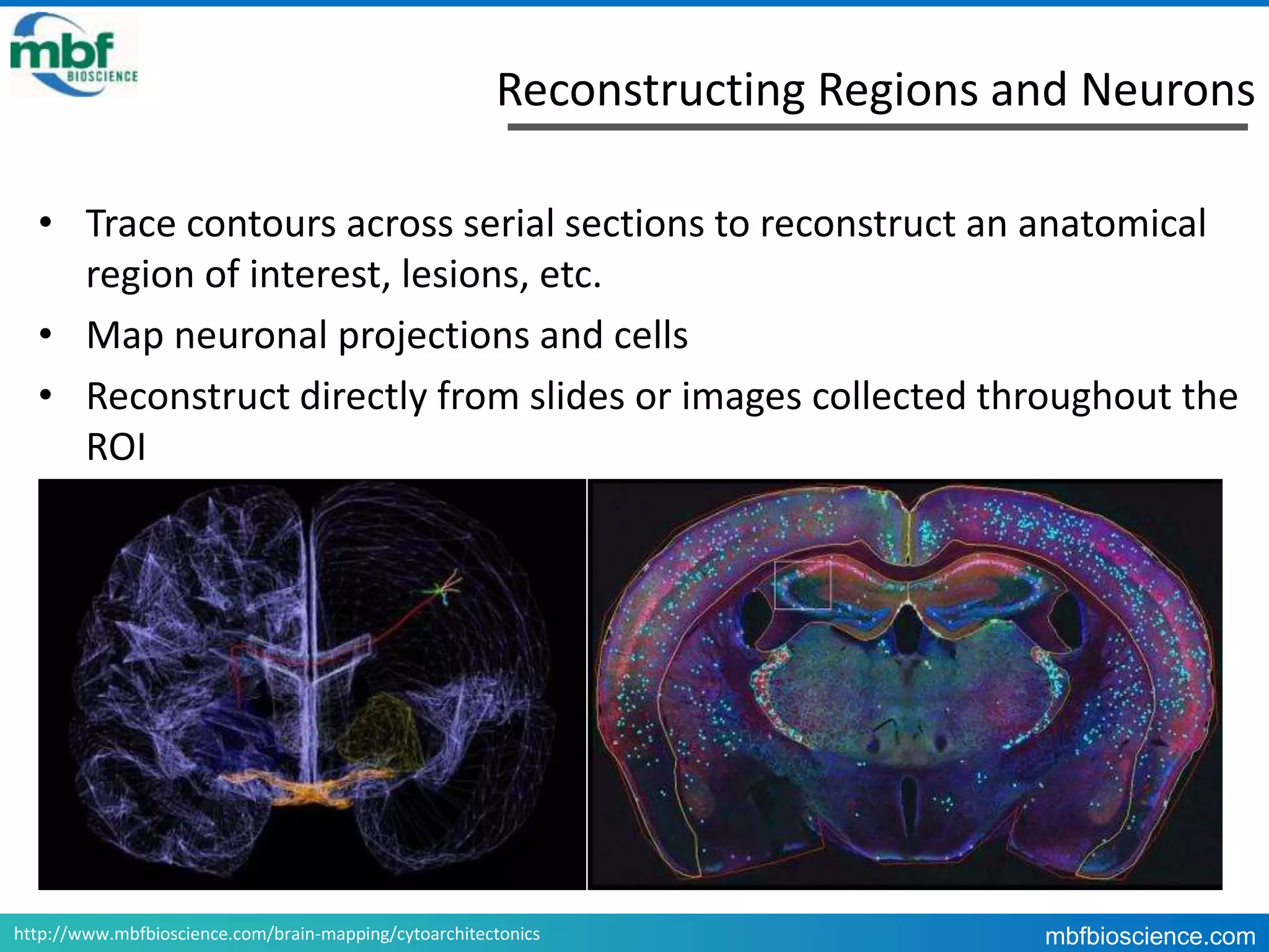 Creating 3D neuron reconstructions from image stacks and virtual slides ...