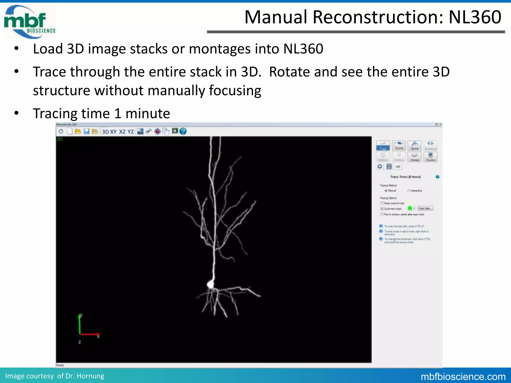 Creating 3D neuron reconstructions from image stacks and virtual slides ...