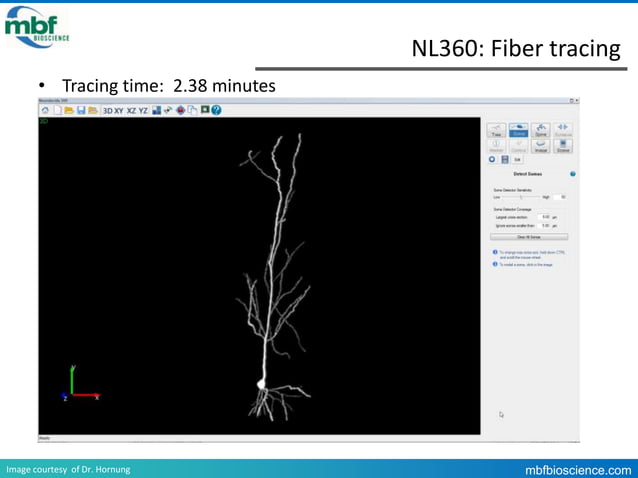 Creating 3D neuron reconstructions from image stacks and virtual slides ...