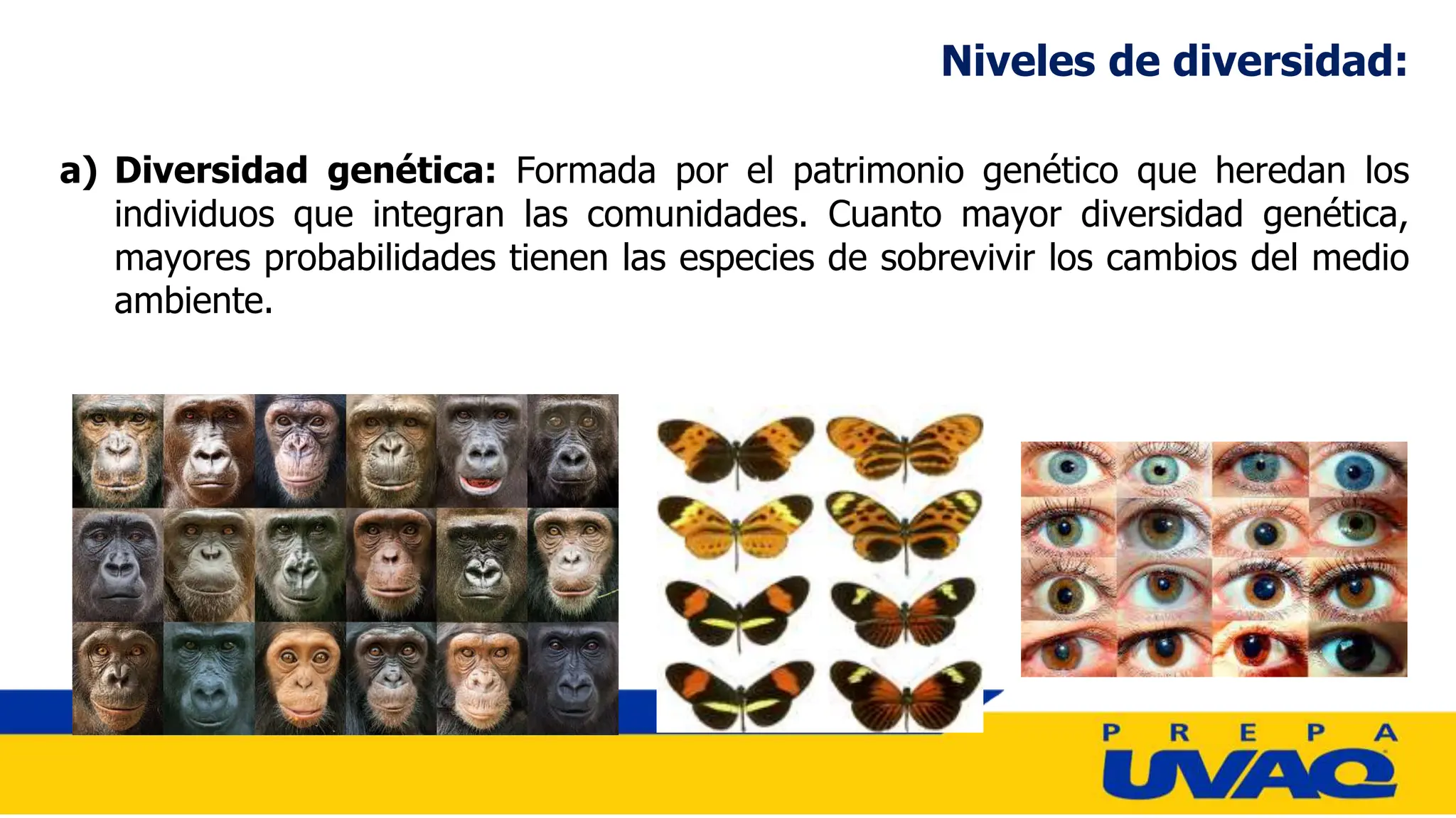 3_DIVERSIDAD.pptx definición y tipos de diversidad | PPTX