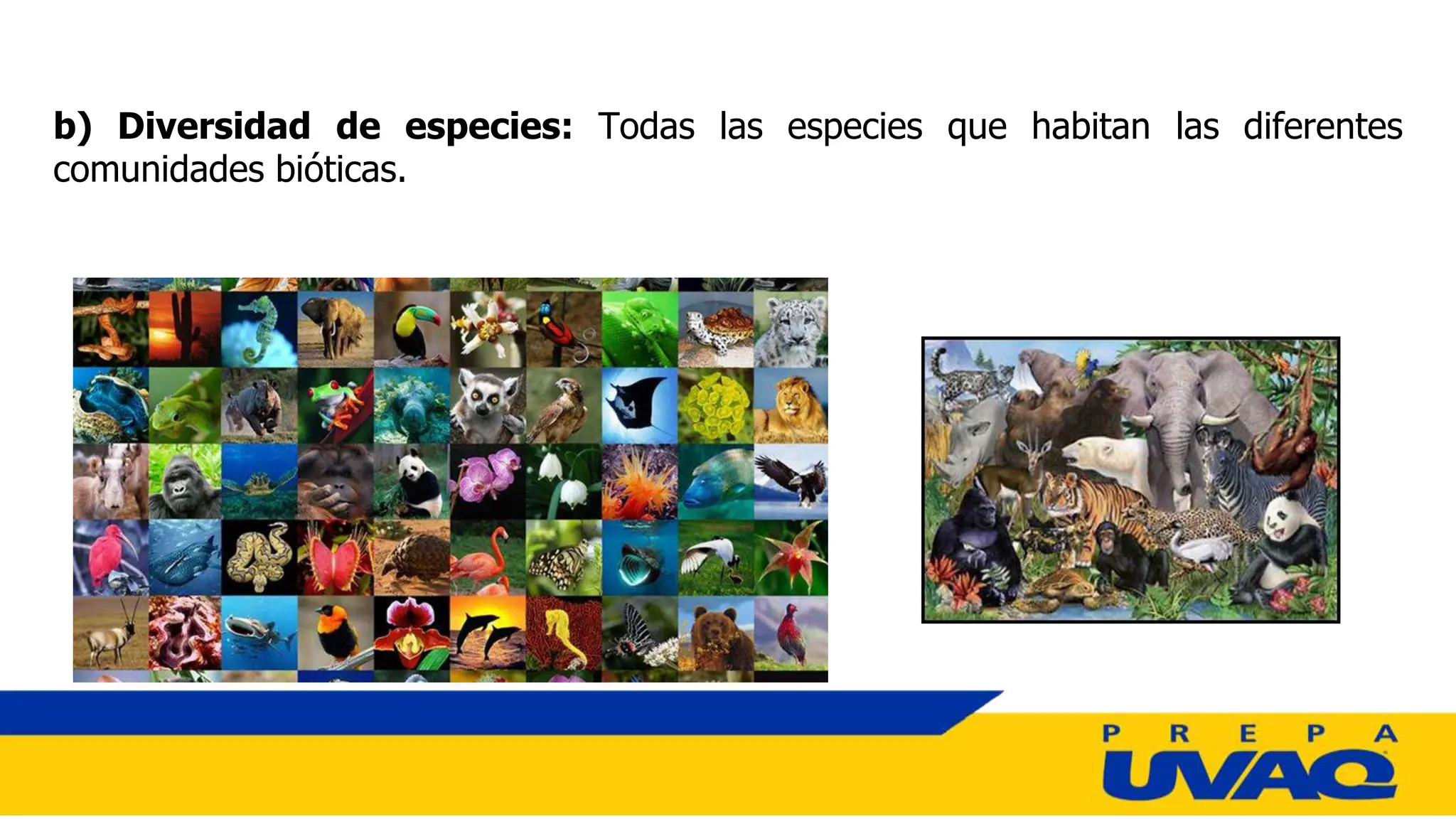 3_DIVERSIDAD.pptx definición y tipos de diversidad | PPTX