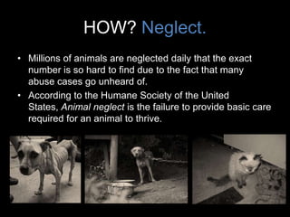Jma presentation animal abuse cruelty powerpoint chavez | PPT