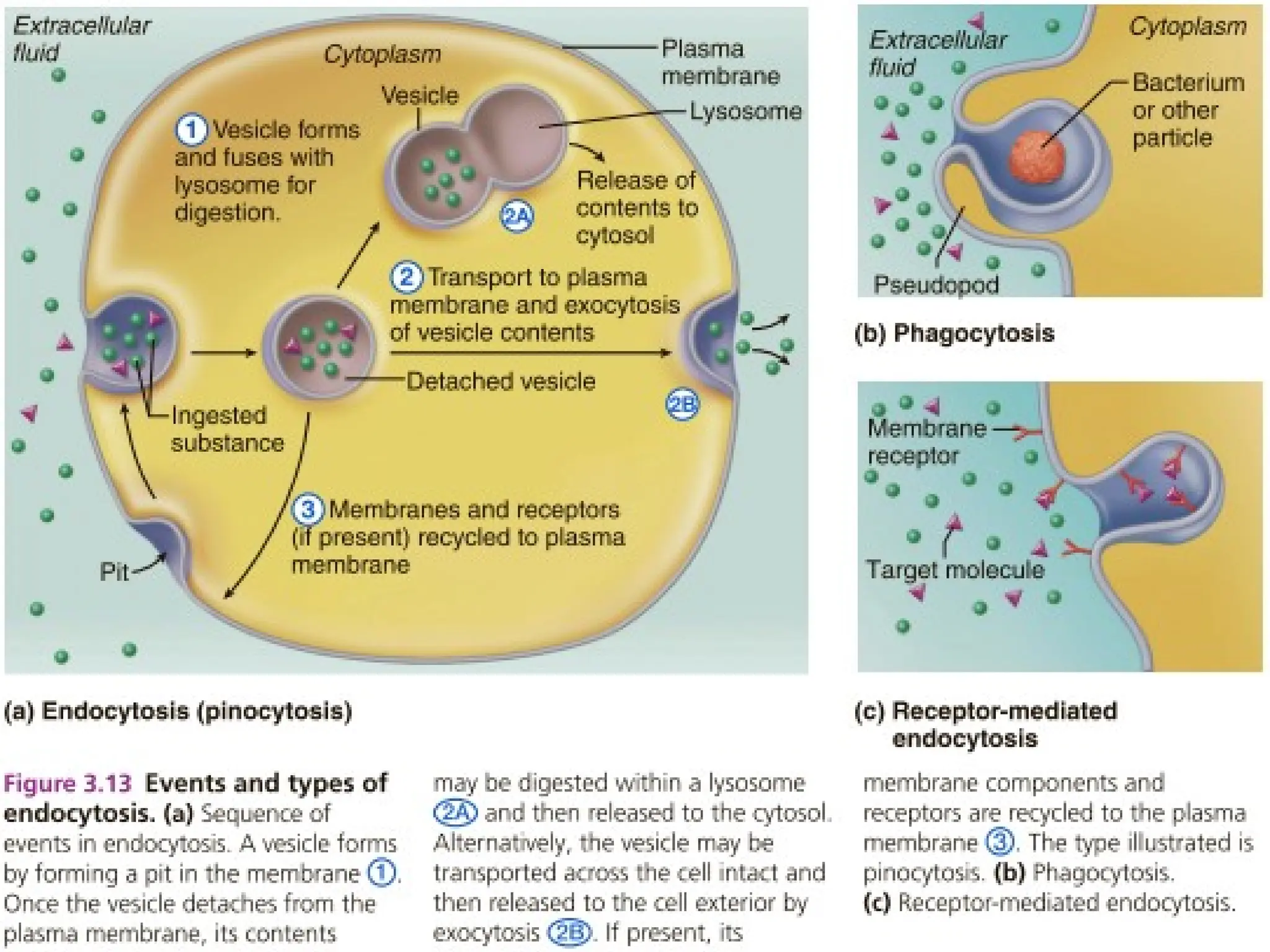human anatomy and physiology: cells and tissues | PPTX