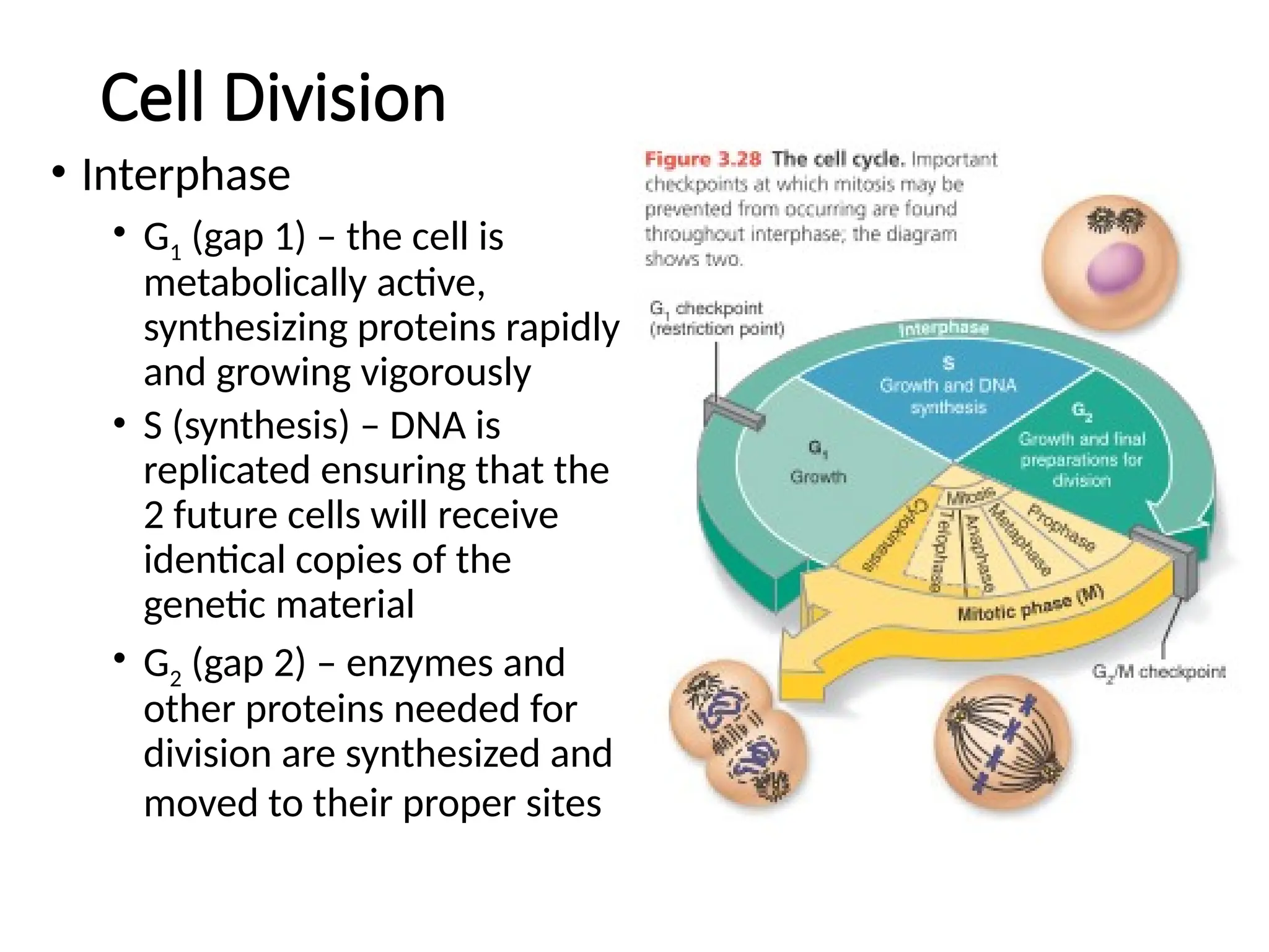 human anatomy and physiology: cells and tissues | PPTX
