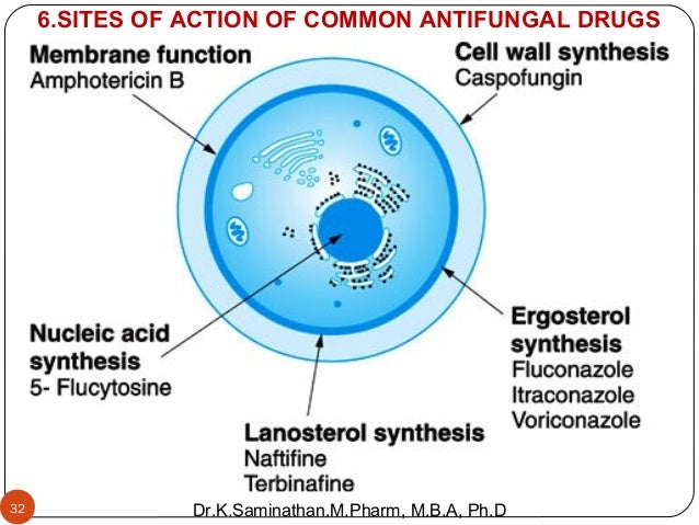 6.ANTIFUNGAL DRUGS