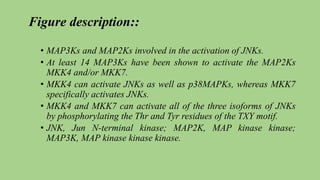 MAPK JNK Cell signalling | PPTX