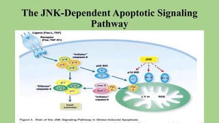 MAPK JNK Cell signalling | PPTX