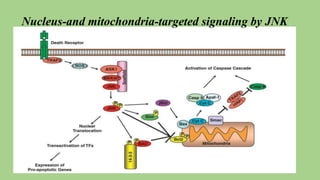 MAPK JNK Cell signalling | PPTX