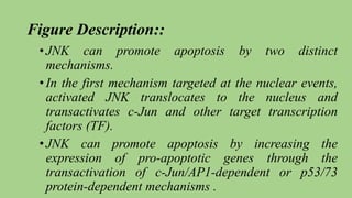 MAPK JNK Cell signalling | PPTX