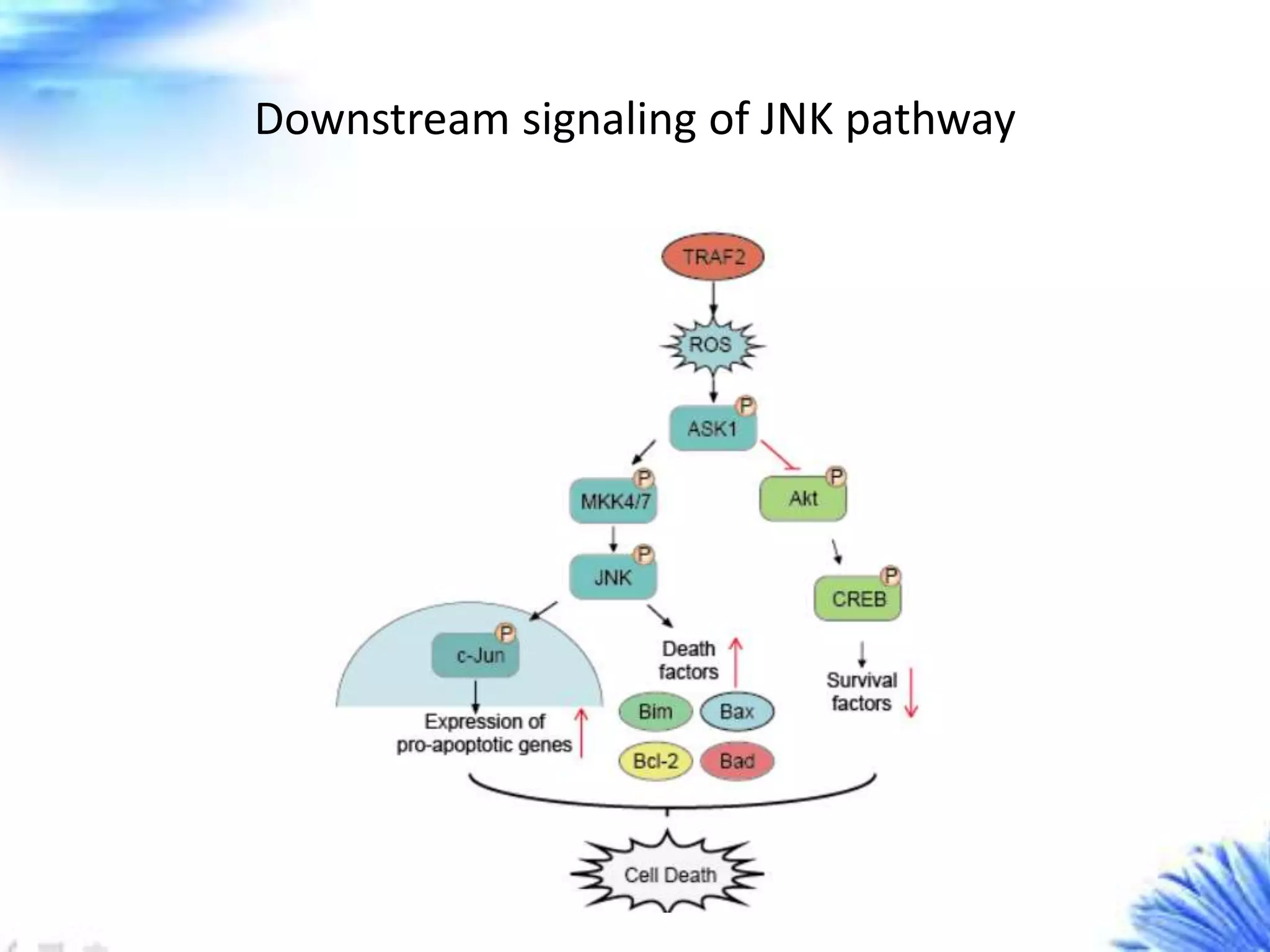 Jnk signaling pathway creative diagnostics | PPTX