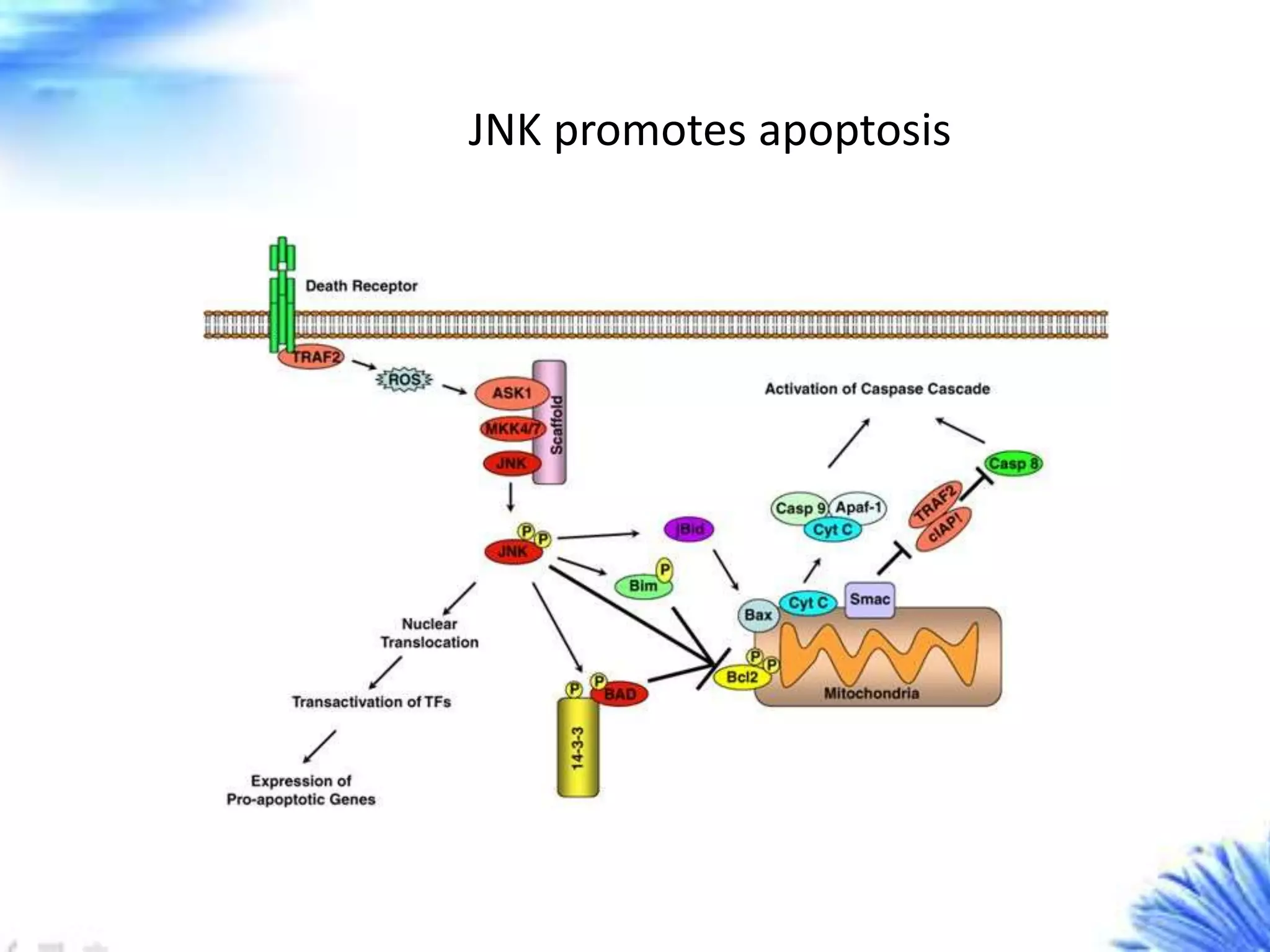 Jnk signaling pathway creative diagnostics | PPTX