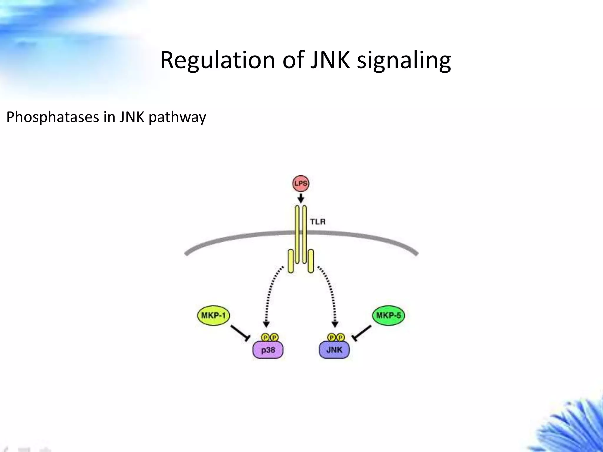Jnk signaling pathway creative diagnostics | PPTX