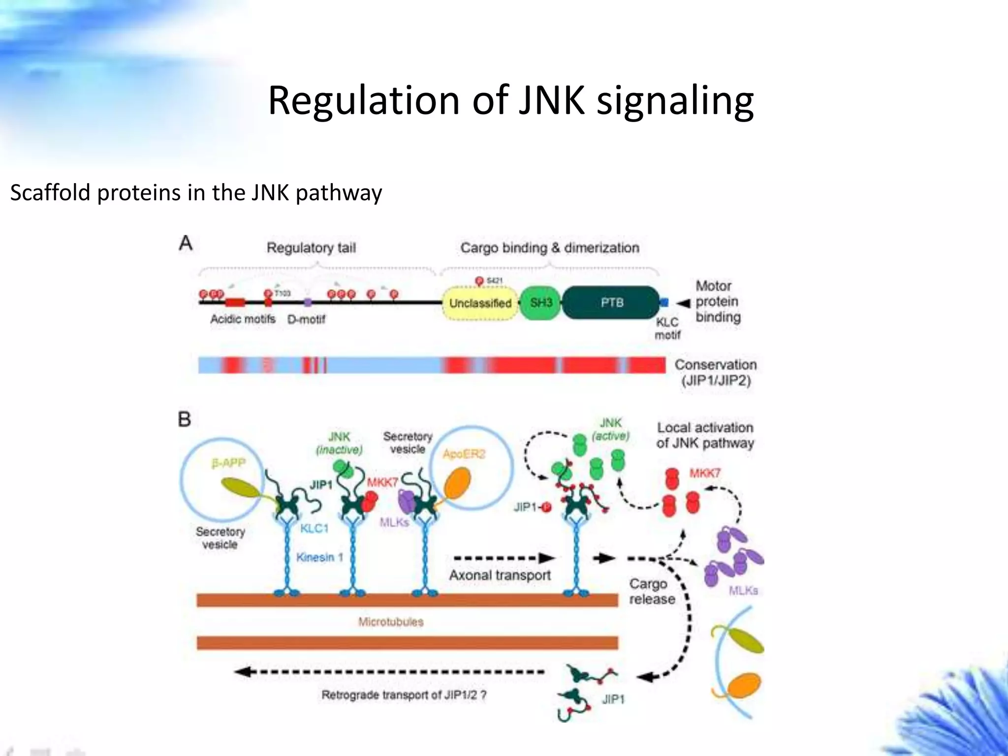 Jnk signaling pathway creative diagnostics | PPTX