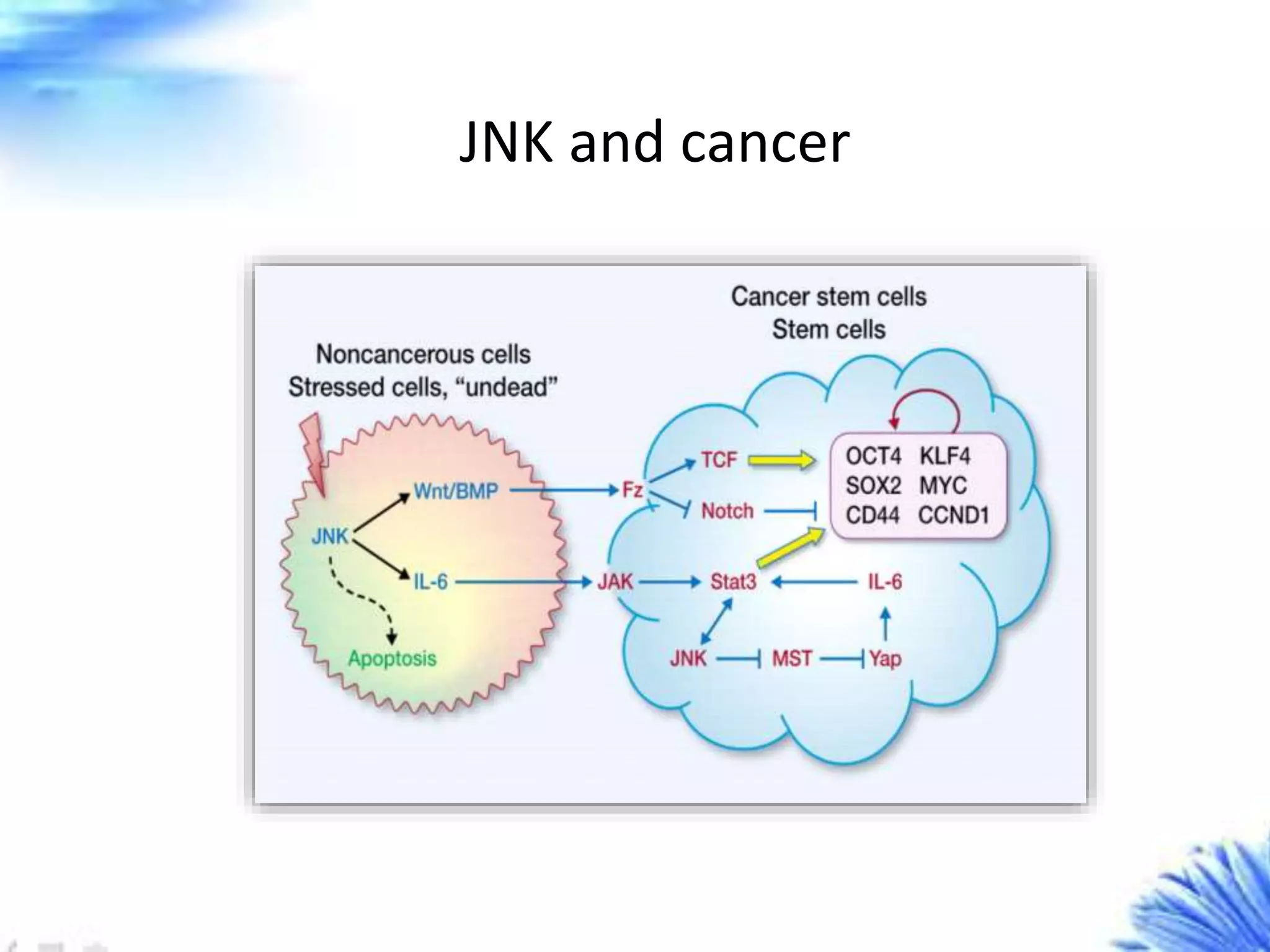 Jnk signaling pathway creative diagnostics | PPTX