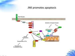 Jnk signaling pathway creative diagnostics | PPTX