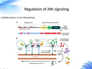 Jnk signaling pathway creative diagnostics | PPTX