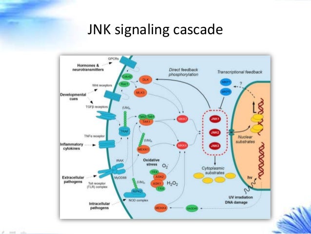 Jnk signaling pathway creative diagnostics