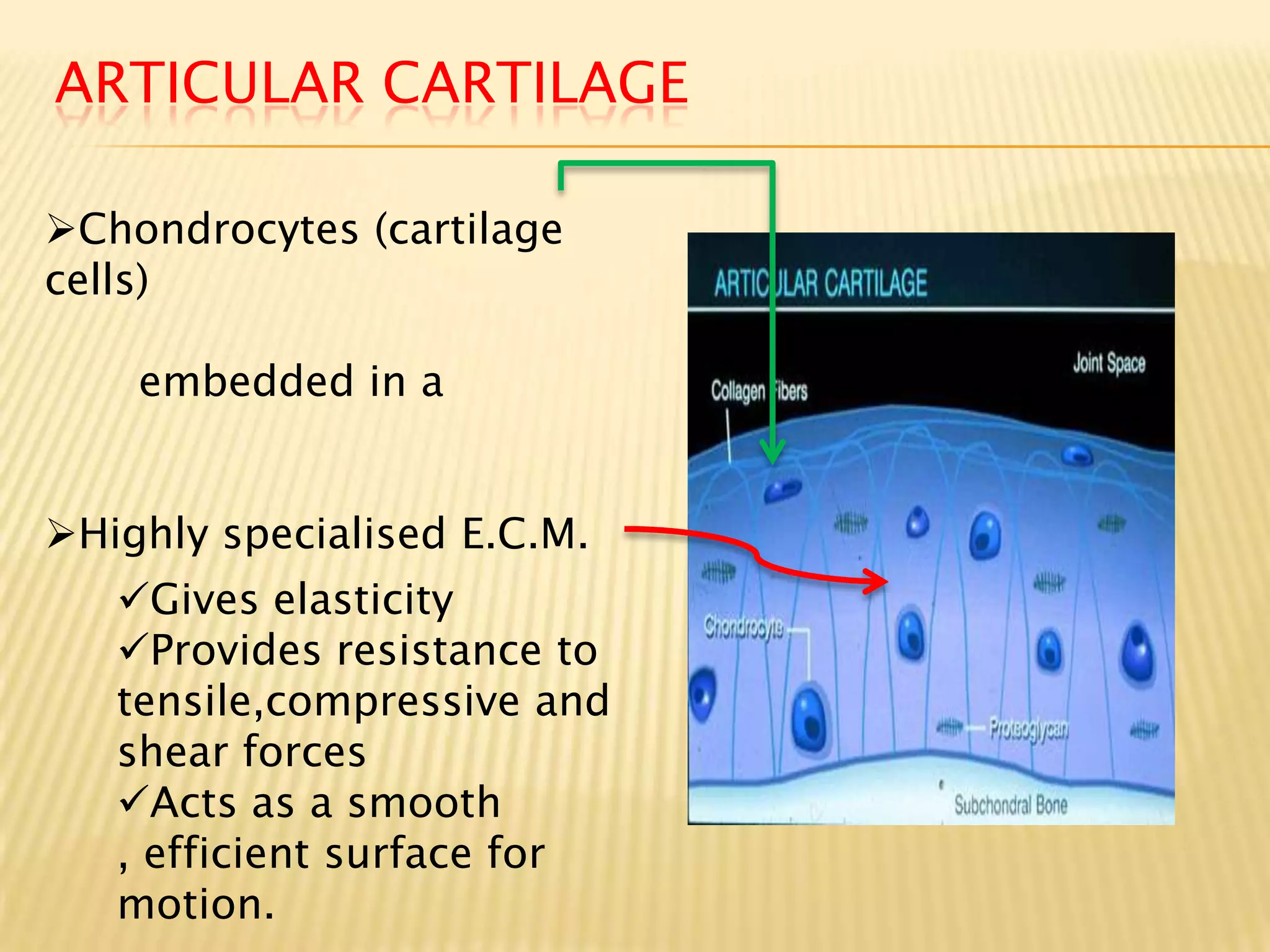 AUTOLOGUS CHONDROCYTE IMPLANTATION PRIYANK | PPTX