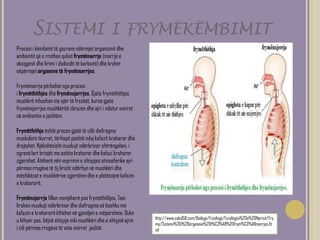 Joana Dervishaj sistemet qelizore shkolla"Albanet"klasa IX | PPT