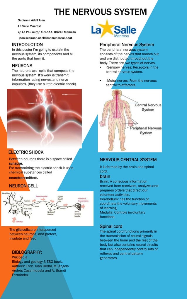 the nervous system | PPTX | Brain and Nervous System Disorders | Diseases and Conditions