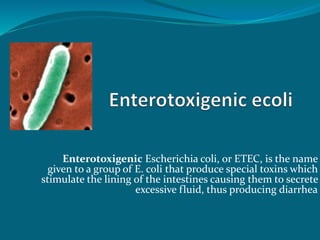 Enterotoxigenic E.coli