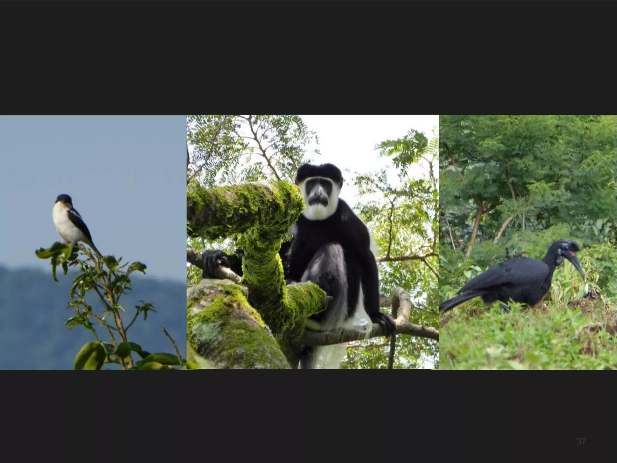 Joern fischer addis ababa university | PPT