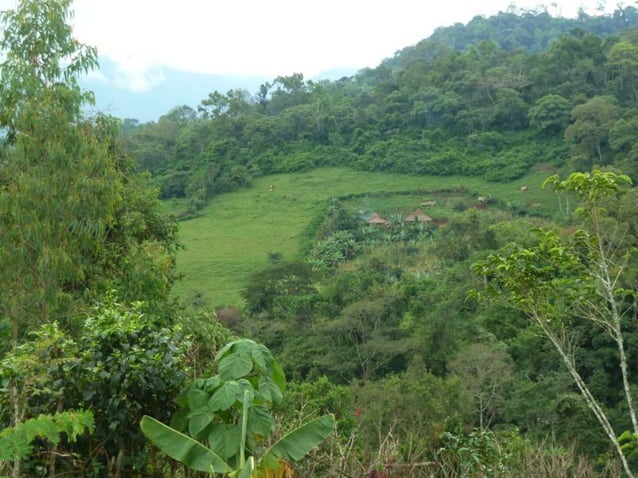 Joern fischer addis ababa university | PPT