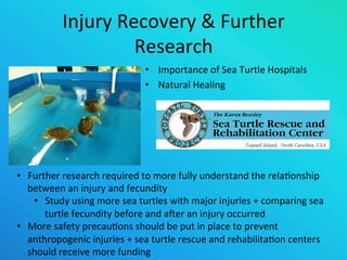 Sea Turtle Injuries on Bald Head Island and their Effects on Fecundity ...