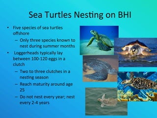 Sea Turtle Injuries on Bald Head Island and their Effects on Fecundity ...