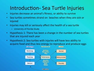 Sea Turtle Injuries on Bald Head Island and their Effects on Fecundity ...