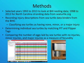 Sea Turtle Injuries on Bald Head Island and their Effects on Fecundity ...