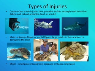 Sea Turtle Injuries on Bald Head Island and their Effects on Fecundity ...