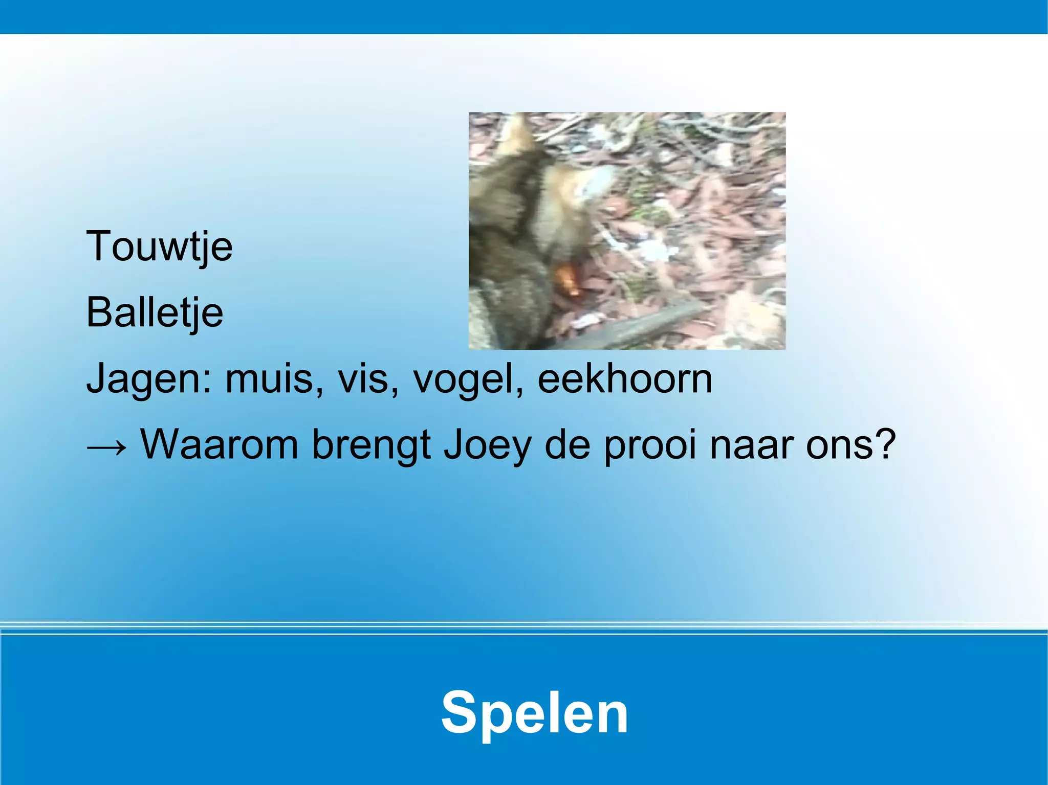 Joey - spreekbeurt Antje | ODP