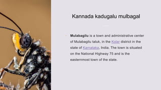 JOGAL KASTI MULBAGAL TALUK KOLAR District.pptx