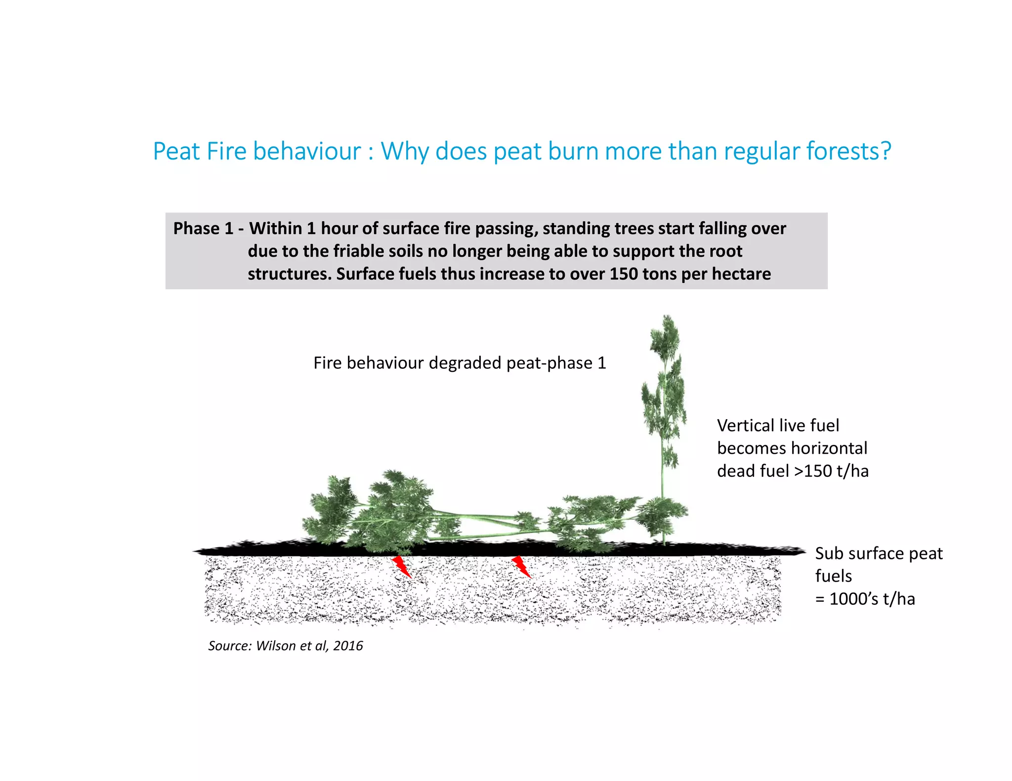 Fire: The Challenge to Sustainable Management of Tropical Peatlands | PDF