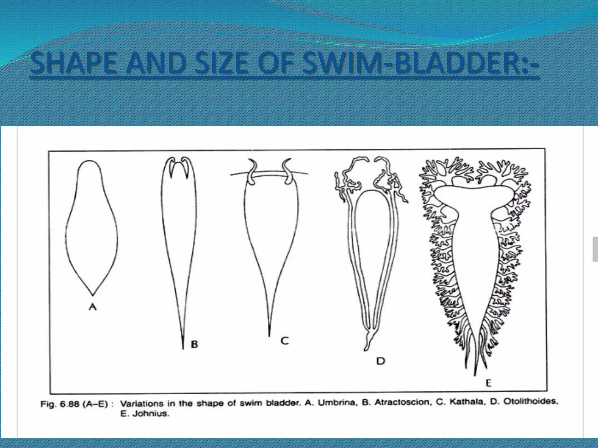 JOHN BASUMATARY3.pptx .swim bladder | PPTX