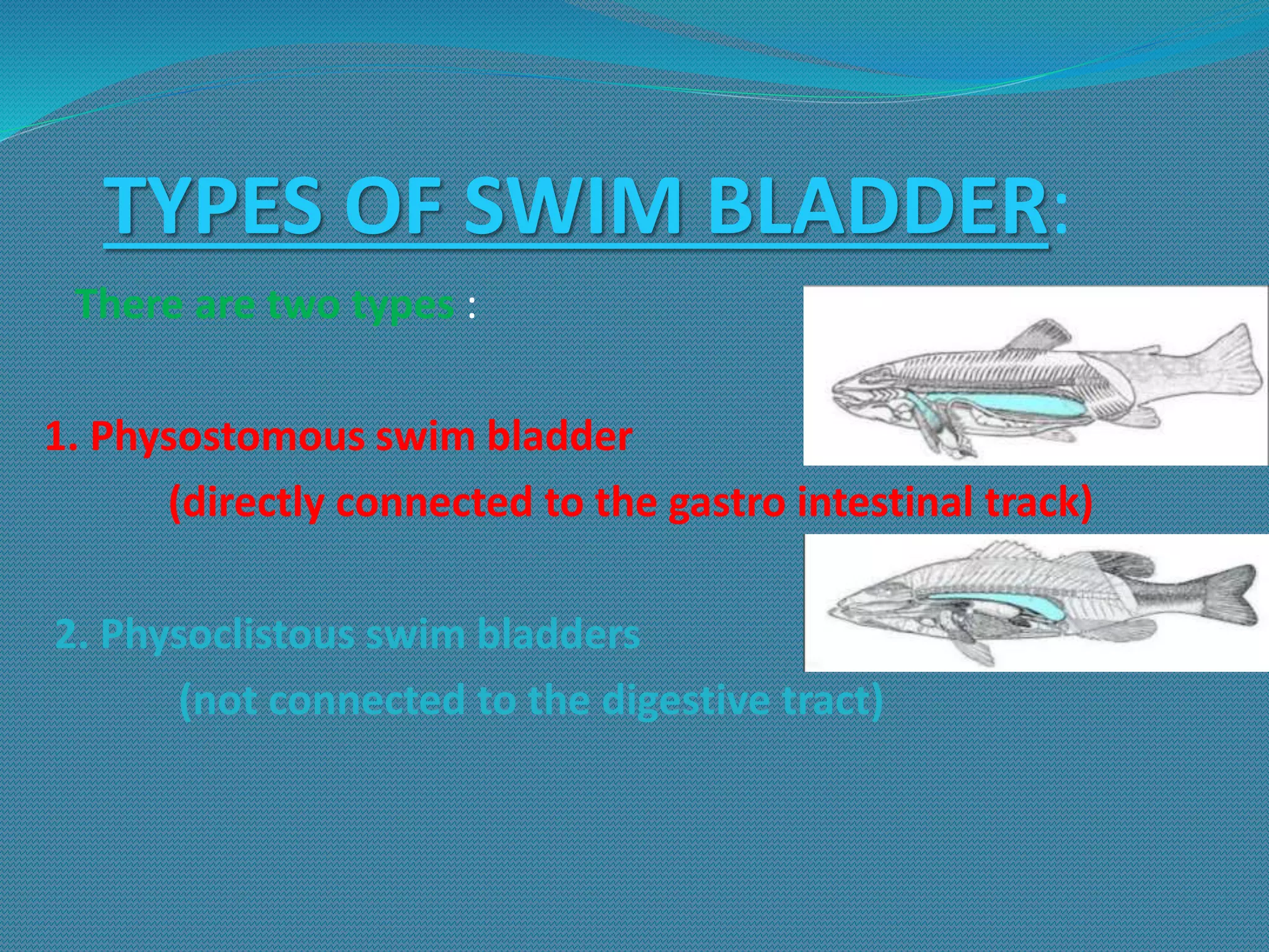 JOHN BASUMATARY3.pptx .swim bladder | PPTX