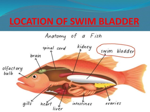 JOHN BASUMATARY3.pptx .swim bladder | PPT