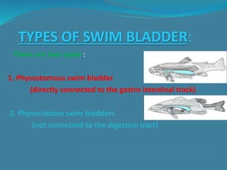 JOHN BASUMATARY3.pptx .swim bladder | PPTX