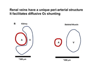 ICN Victoria: Botha on Acute Renal Failure | PPT